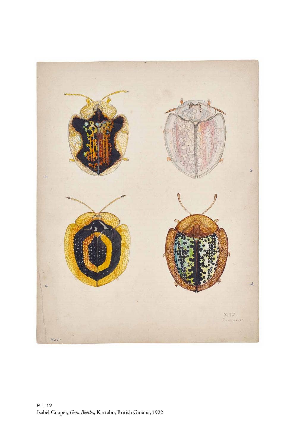 Exploratory Works: Drawings from the Department of Tropical Research ...