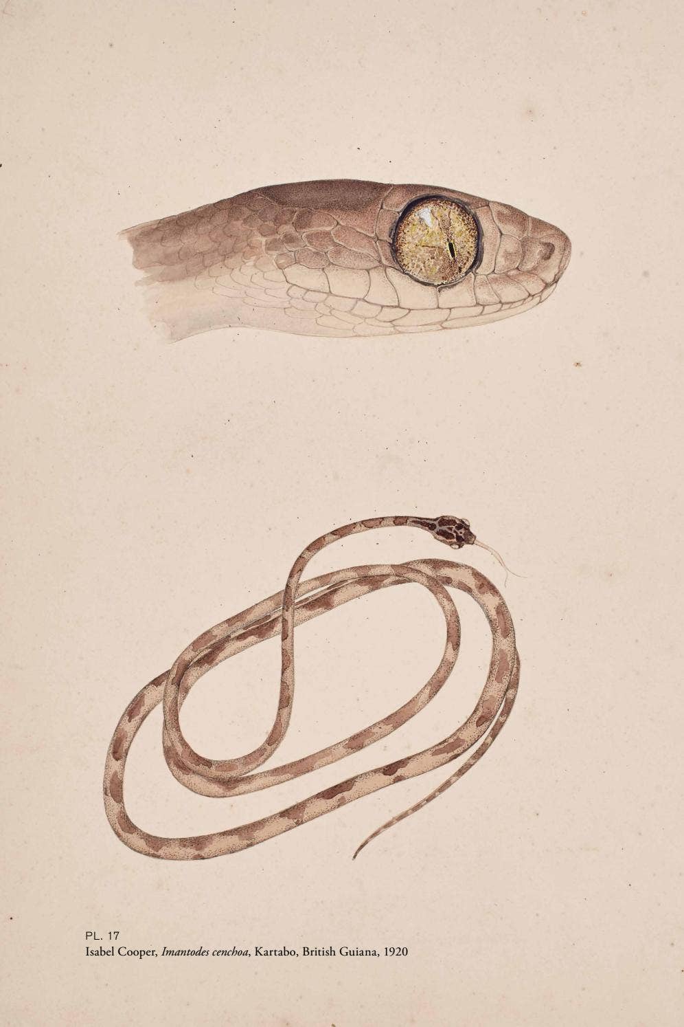 Exploratory Works: Drawings from the Department of Tropical Research ...