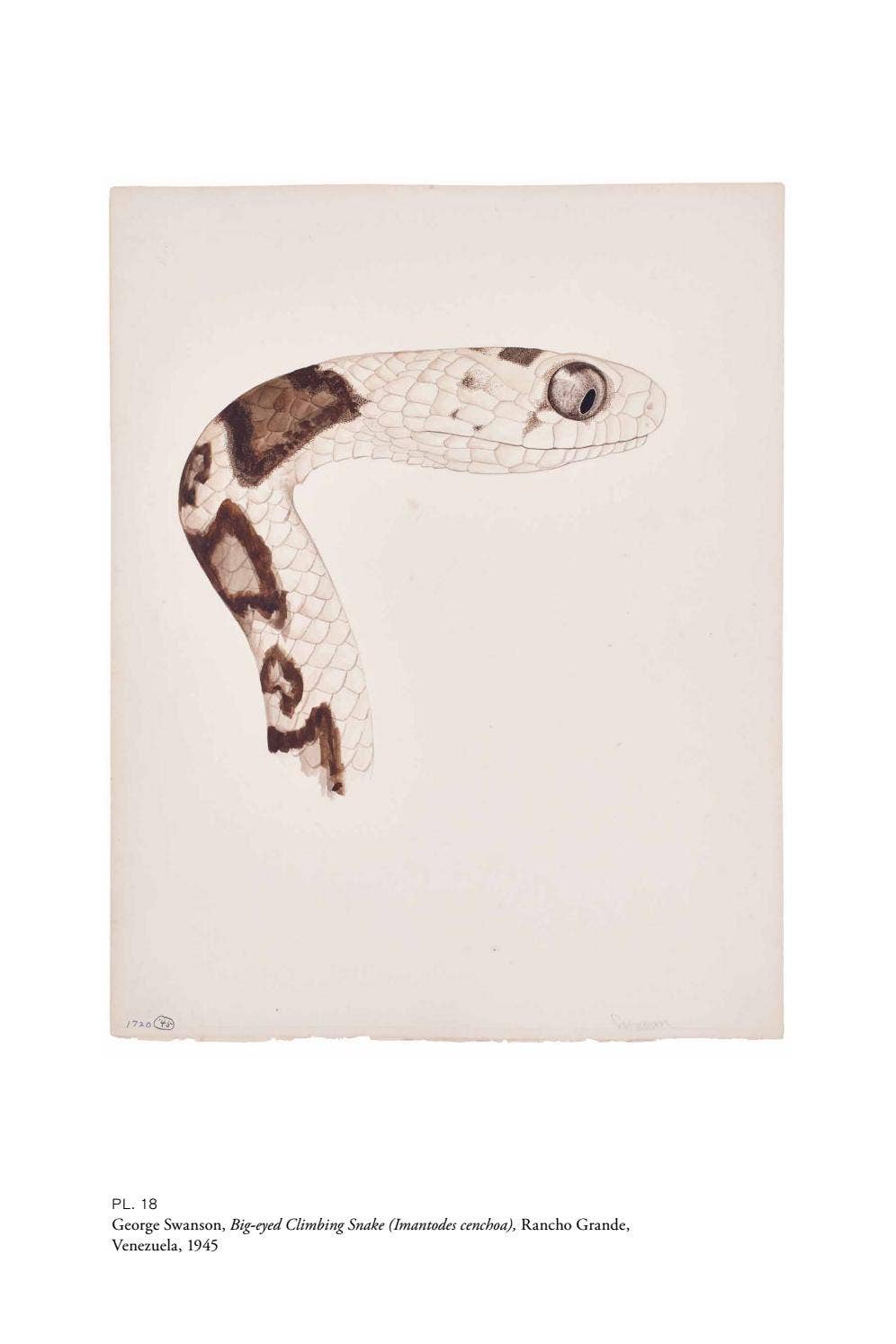 Exploratory Works: Drawings from the Department of Tropical Research ...