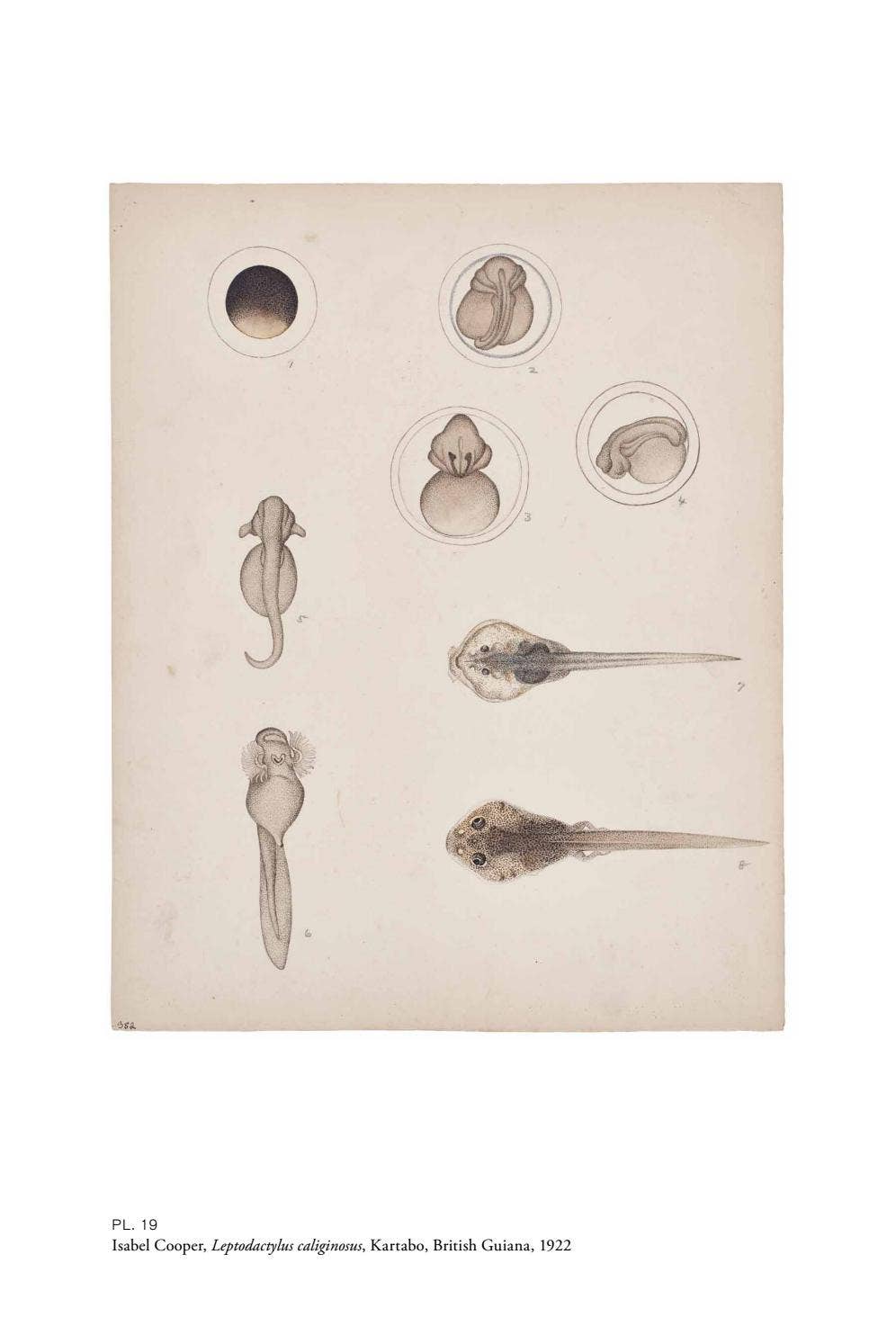 Exploratory Works: Drawings from the Department of Tropical Research ...