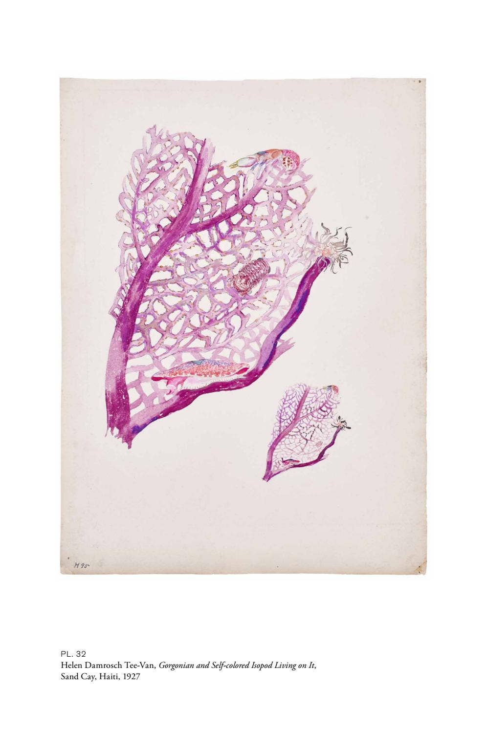 Exploratory Works: Drawings from the Department of Tropical Research ...