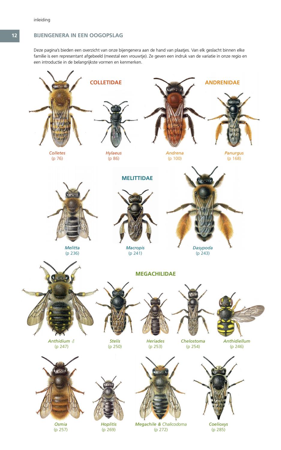 Bijen - Veldgids voor Nederland en Vlaanderen - Steven Falk by Veen ...
