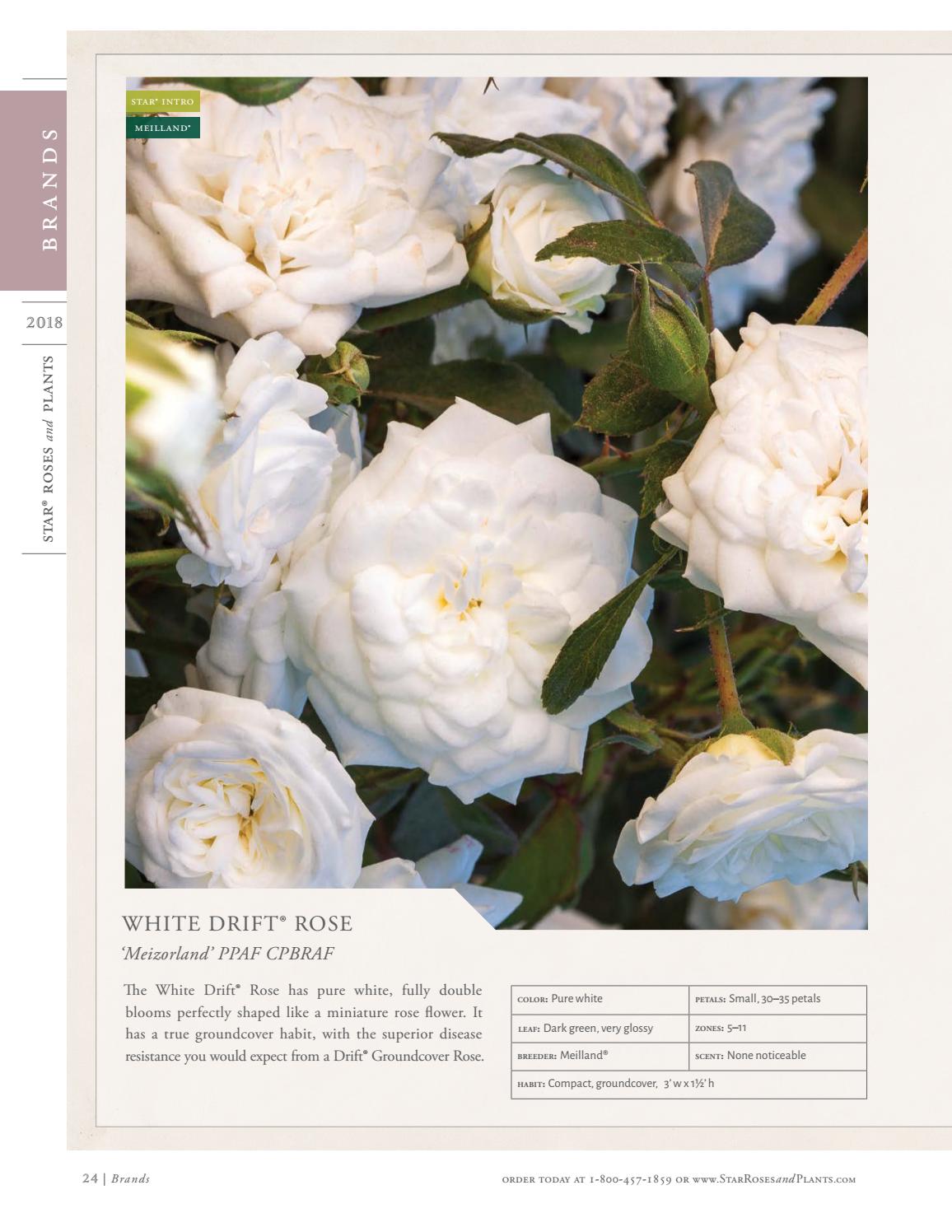 2018 Star® Roses and Plants Catalog by Star® Roses and Plants - Issuu