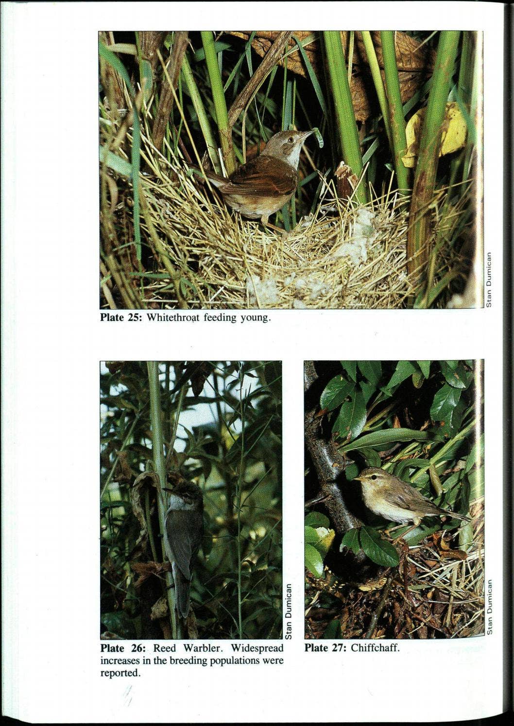Suffolk Birds 1991 by Suffolk Naturalists' Society - Issuu