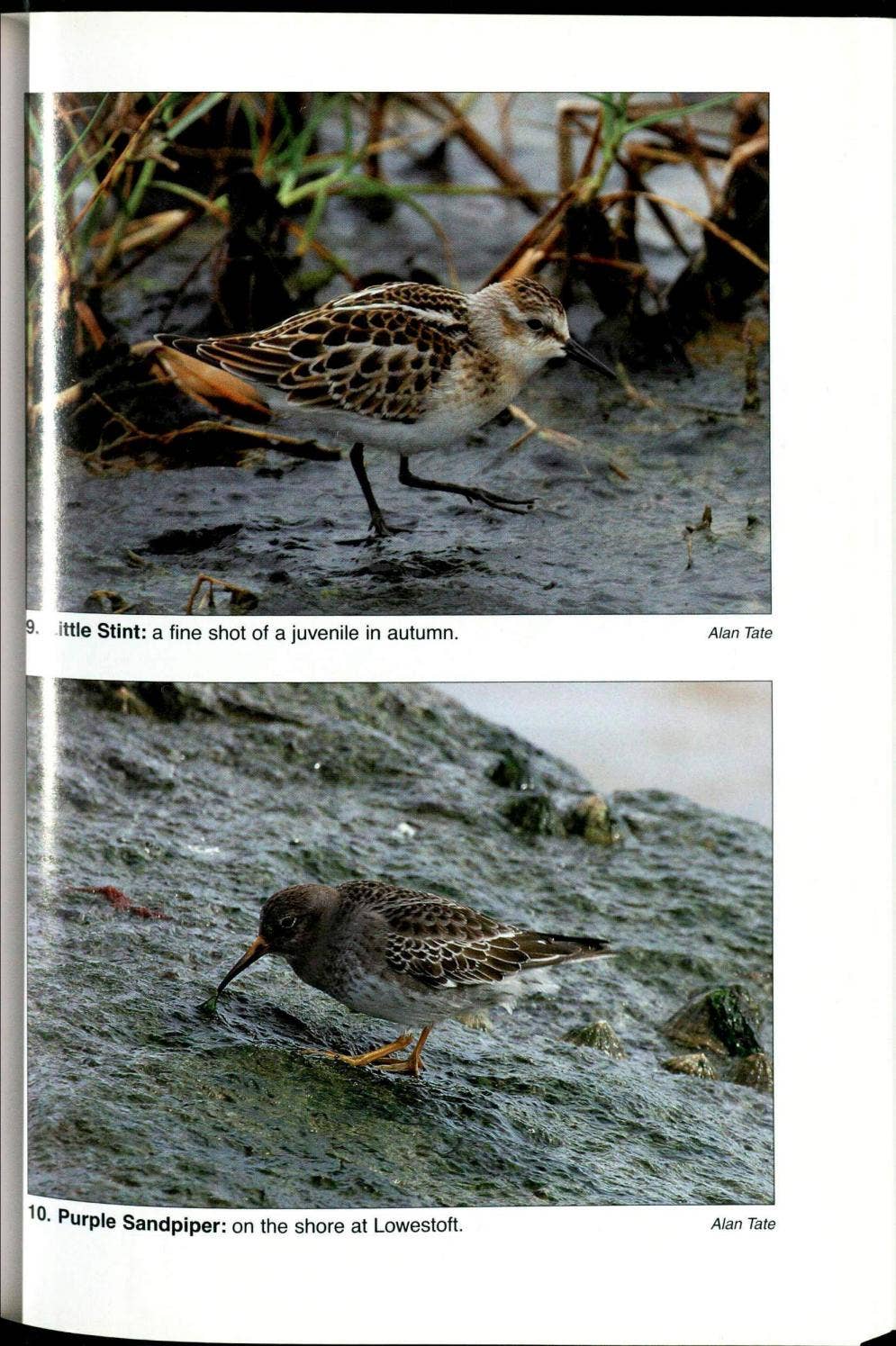 Suffolk Birds 2005 Part 2 by Suffolk Naturalists' Society - Issuu