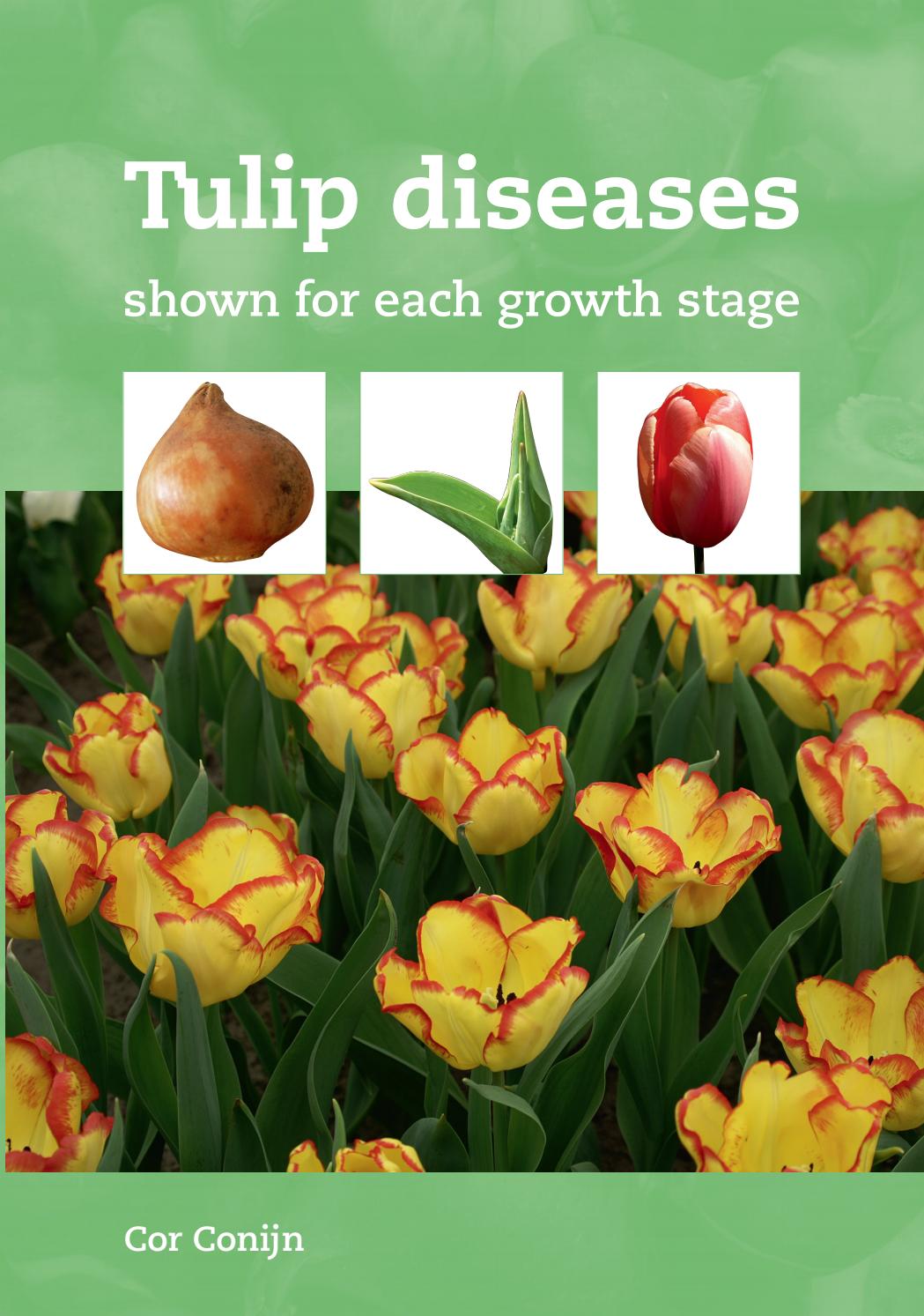 Tulip diseases by Roodbont Publishers - Issuu