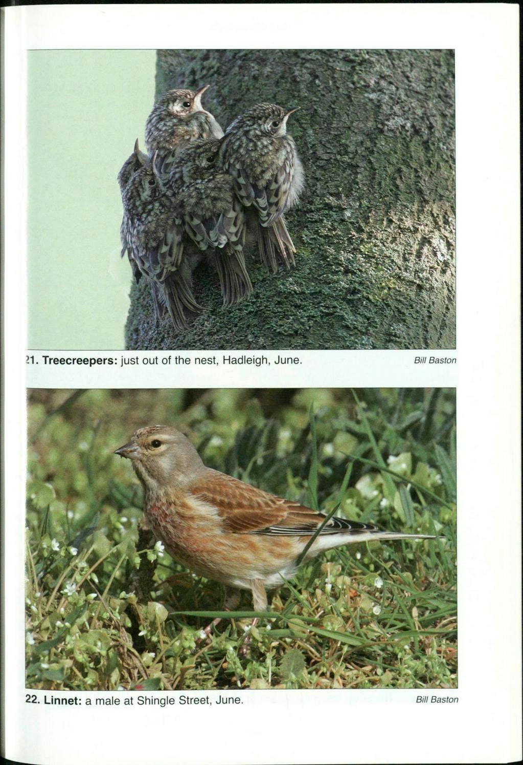 Suffolk Birds 2006 Part 2 by Suffolk Naturalists' Society - Issuu