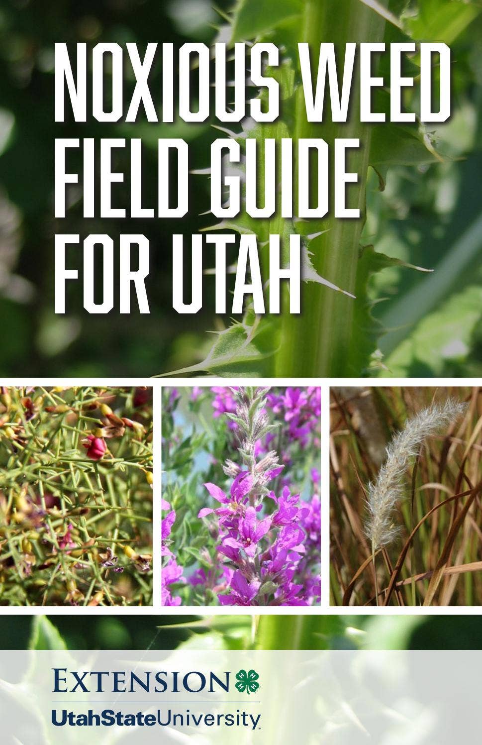 Noxious Weed Field Guide for Utah by Utah State University Extension ...