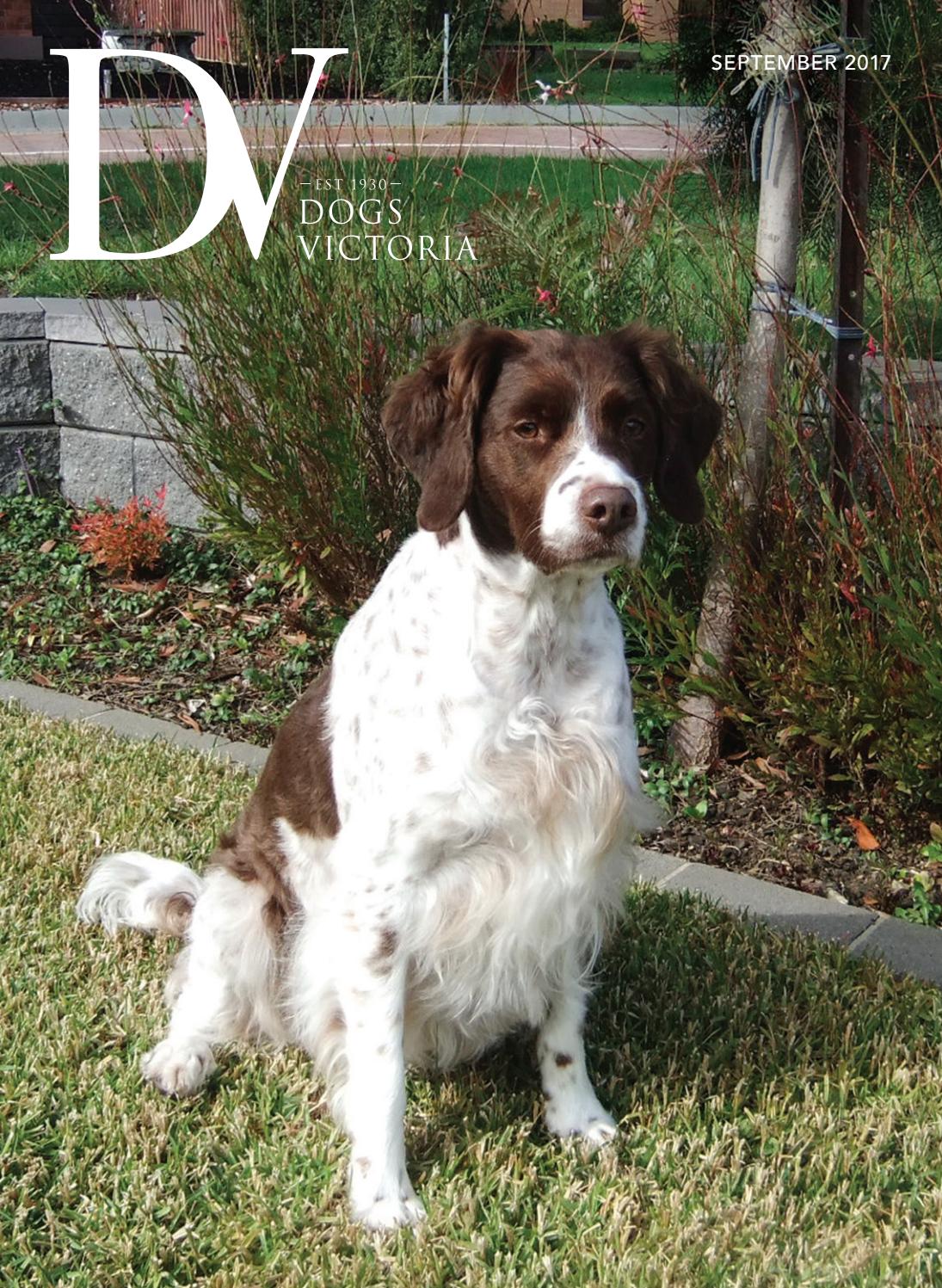 Dogs Victoria Magazine - September 2017 by Dogs Victoria - Issuu