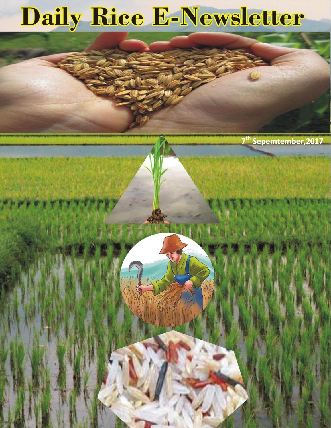 7th september,2017 daily global,regional and local rice e newsletter by ...
