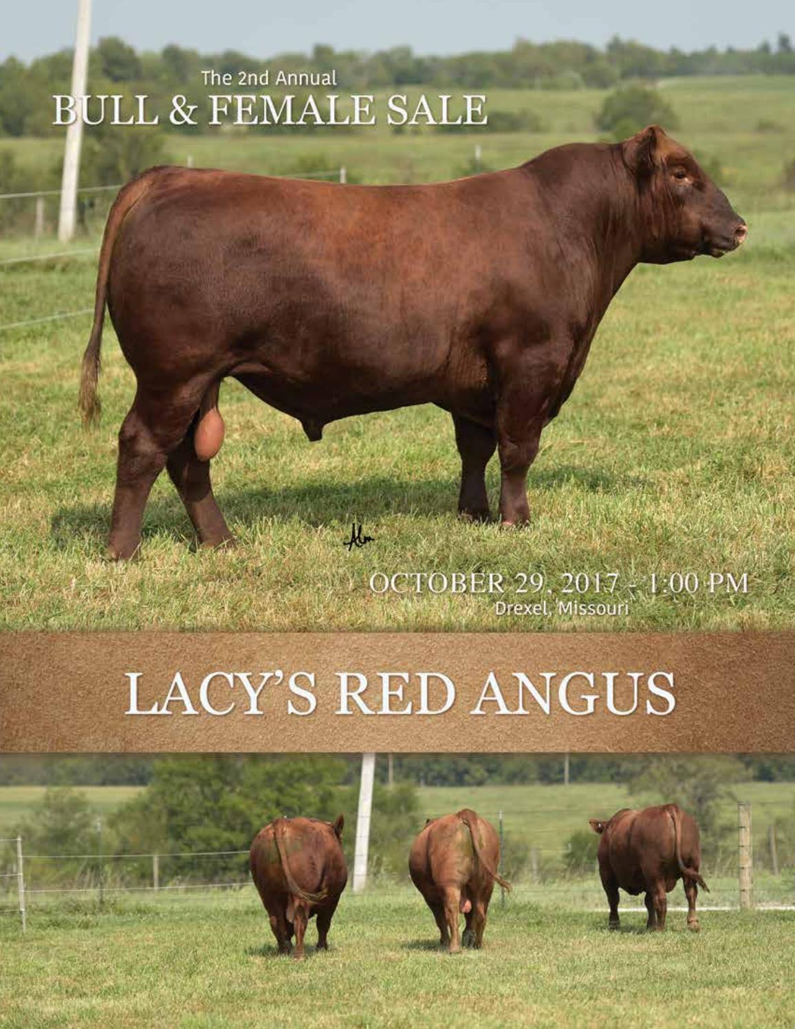 2017 Lacy's Red Angus Bull & Female Sale by Tracy McMurphy - Issuu