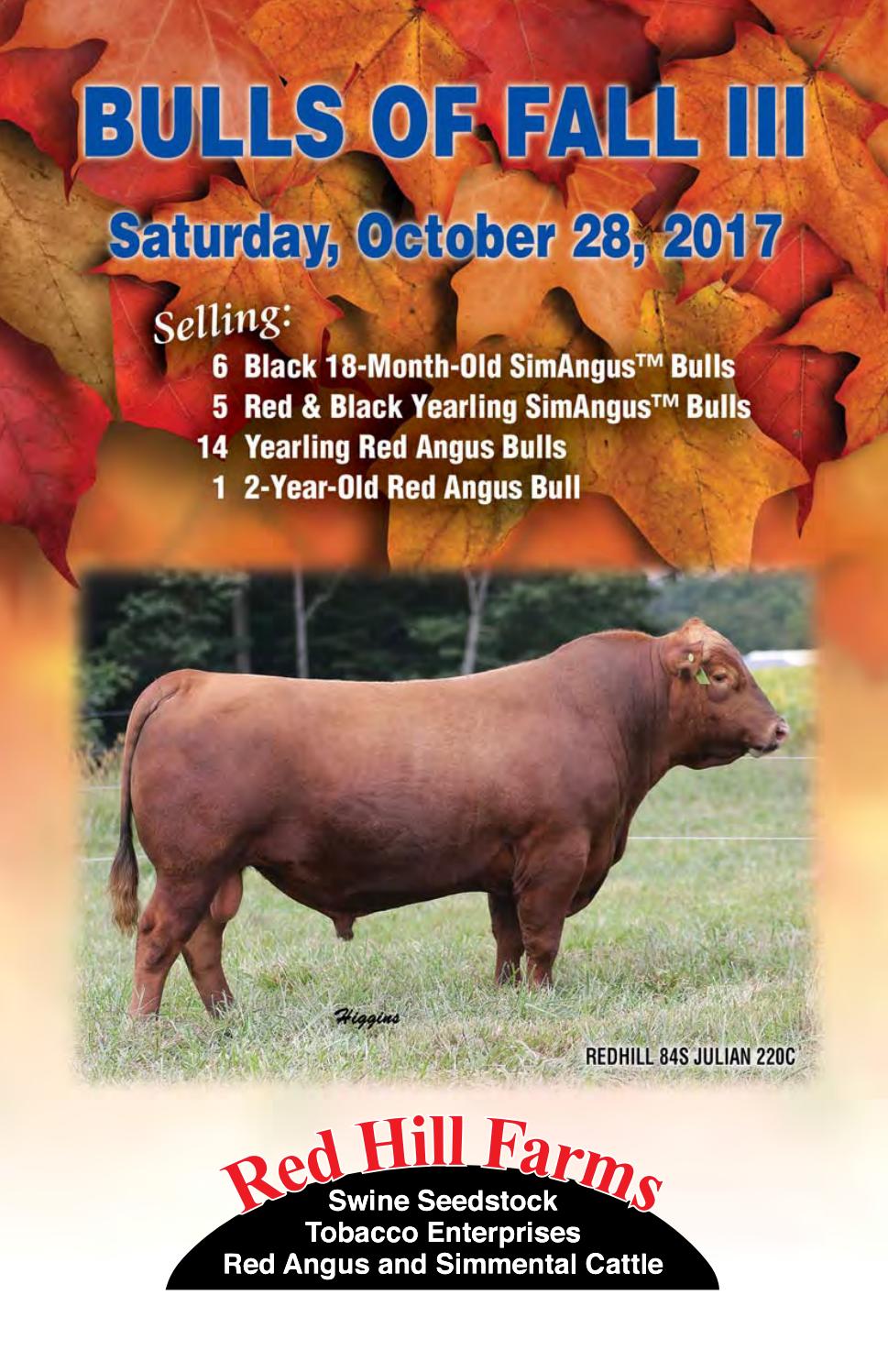 Red Hill "BULLS OF FALL III" by SARAH JONES - Issuu