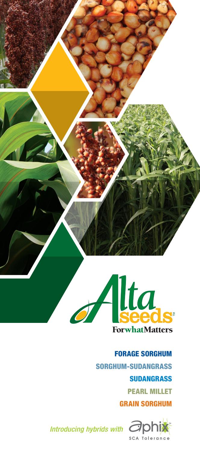 Alta Seeds 2017/18 Sorghum Seed Guide by The Duff Company - Issuu