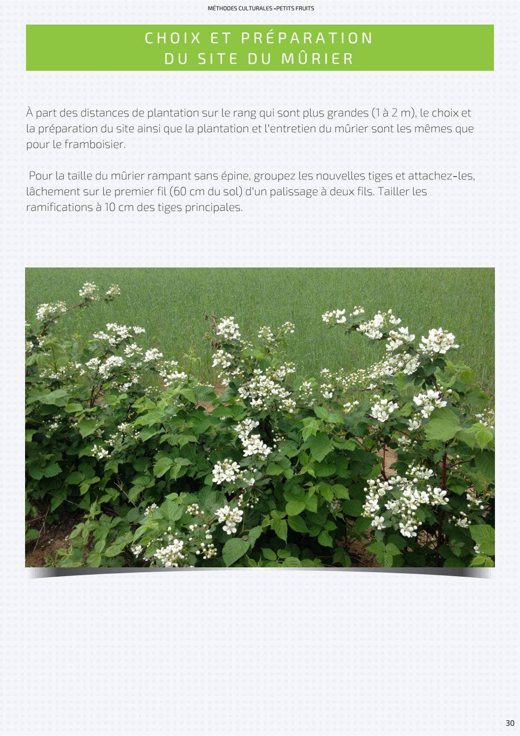 Guide methodes culturales petits fruits by Production Lareault - Issuu