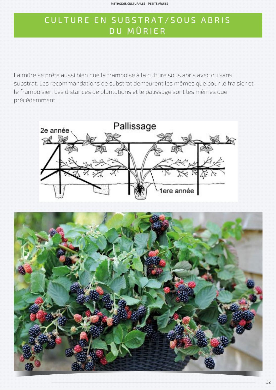 Guide methodes culturales petits fruits by Production Lareault - Issuu