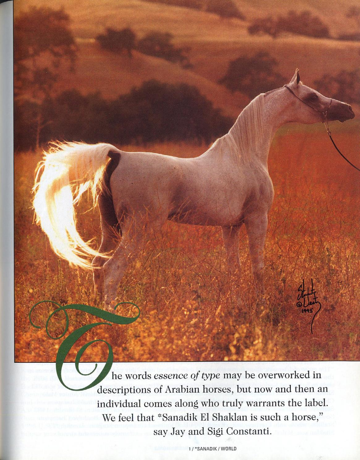*Sanadik El Shaklan by Arabian Horse World - Issuu