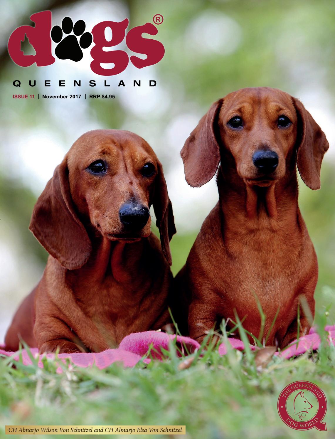 Dogs Queensland - The Queensland Dog World - Issue 11 - November - 2017 ...