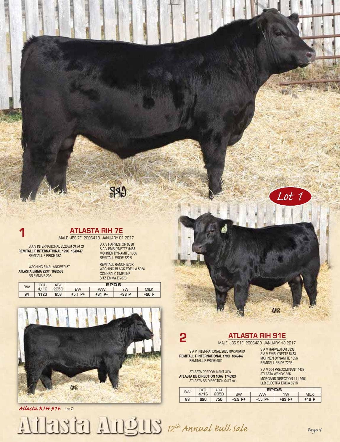 Atlasta Angus Bull & Seriously Black Female Sale 2017 by Everything ...