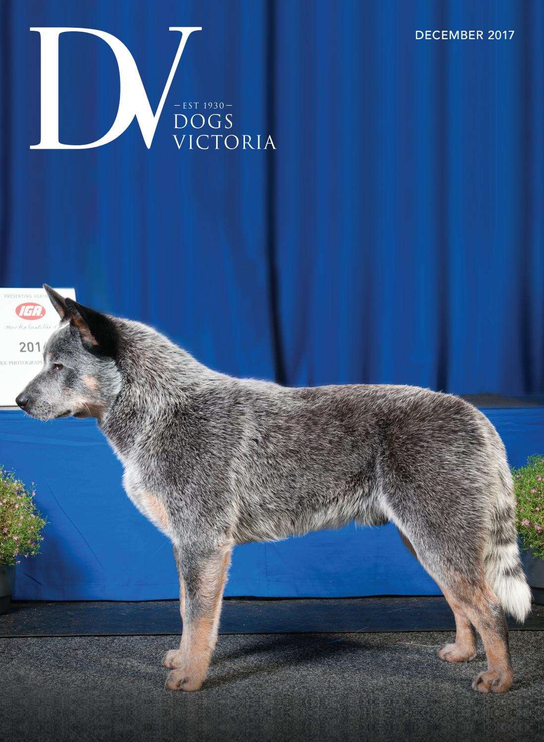 Dogs Victoria Magazine - December 2017 by Dogs Victoria - Issuu