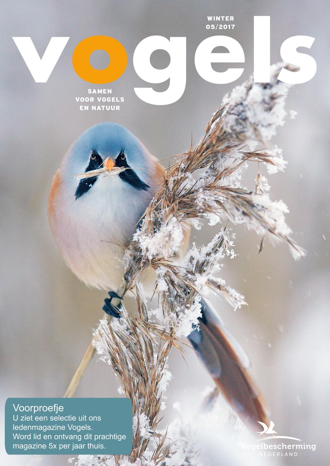Vogels winter 05/2017 by Vogelbescherming Nederland - Issuu