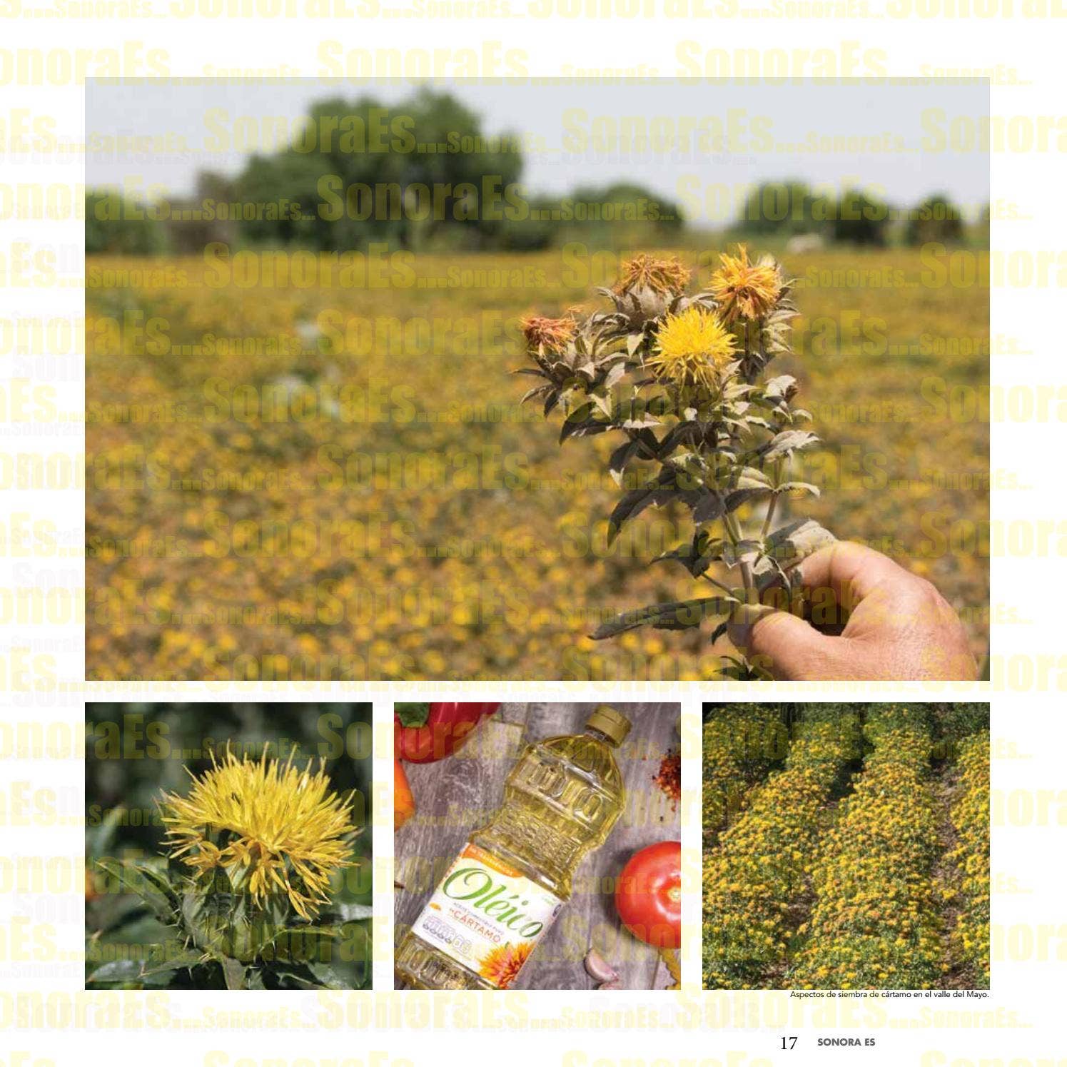 Libro SonoraEs... by Imagenes de Sonora - Issuu