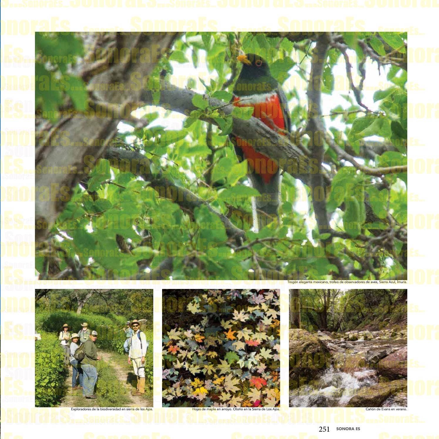 Libro SonoraEs... by Imagenes de Sonora - Issuu