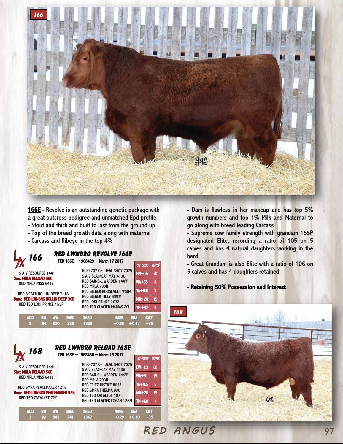 Leeuwenburgh Angus Bull Sale 2018 by Everything Angus - Issuu