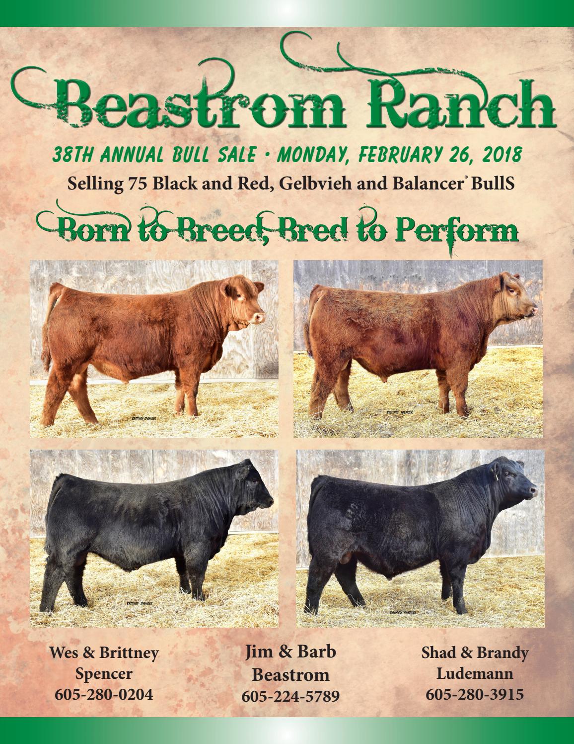 Beastrom Ranch 38th Annual Bull Sale by American Gelbvieh Association ...
