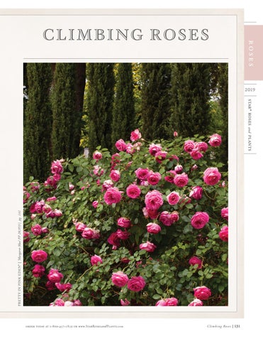 2019 Star® Roses and Plants Catalog by Star® Roses and Plants - Issuu