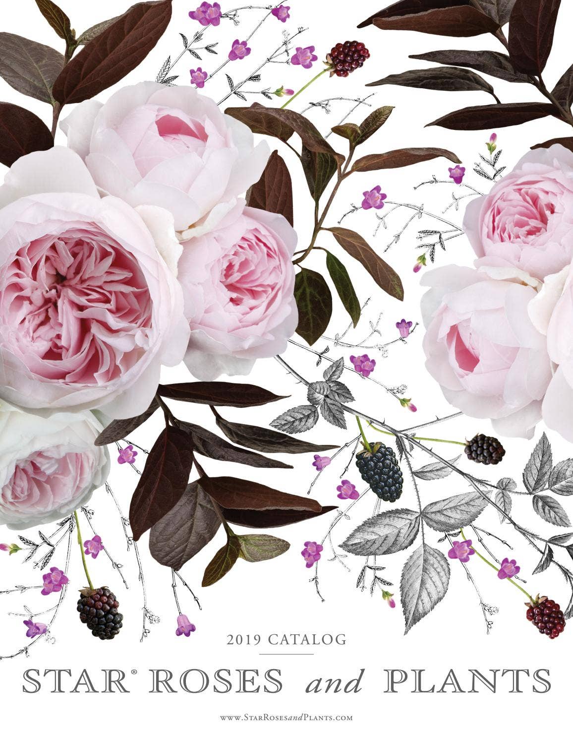 2019 Star® Roses and Plants Catalog by Star® Roses and Plants - Issuu