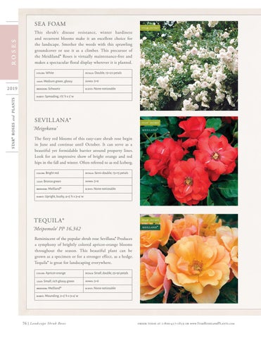 2019 Star® Roses and Plants Catalog by Star® Roses and Plants - Issuu