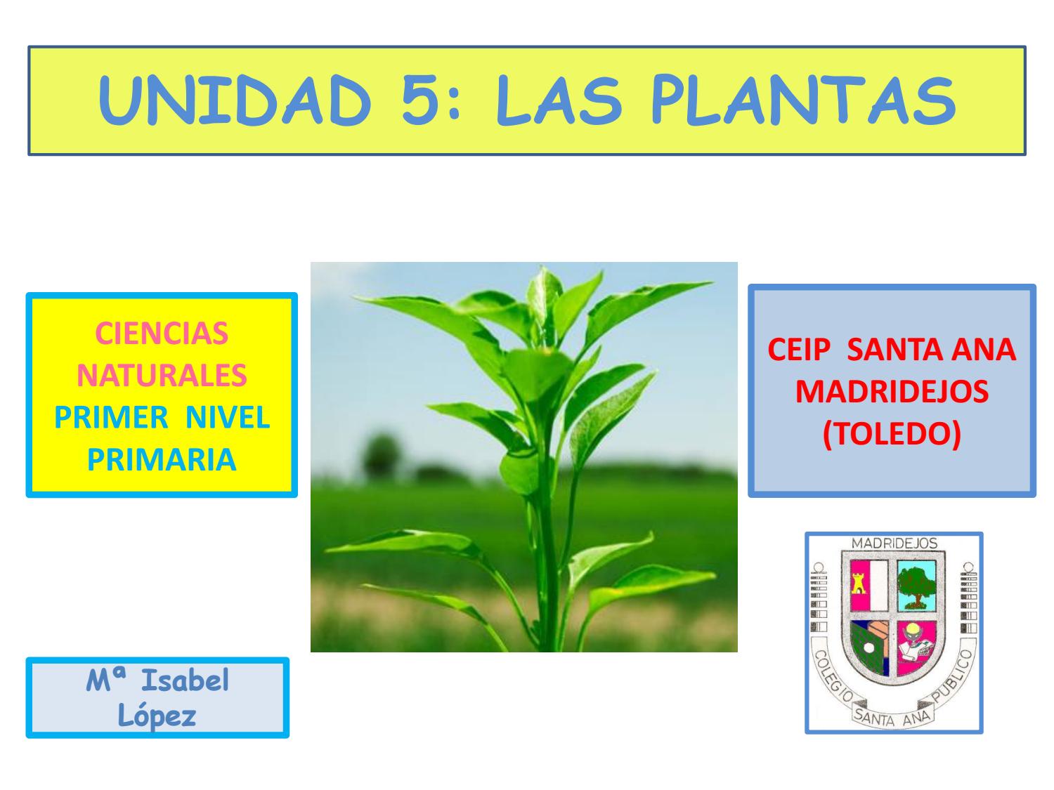 Unidad 5 las plantas by ILopezD - Issuu