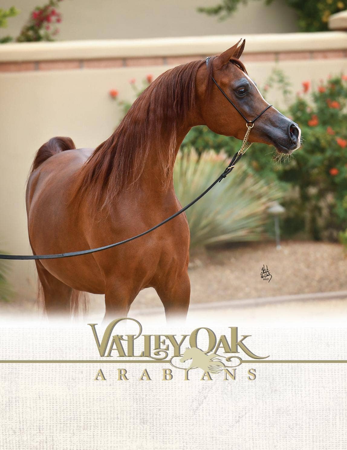 Valley Oak Arabians by Arabian Horse World - Issuu