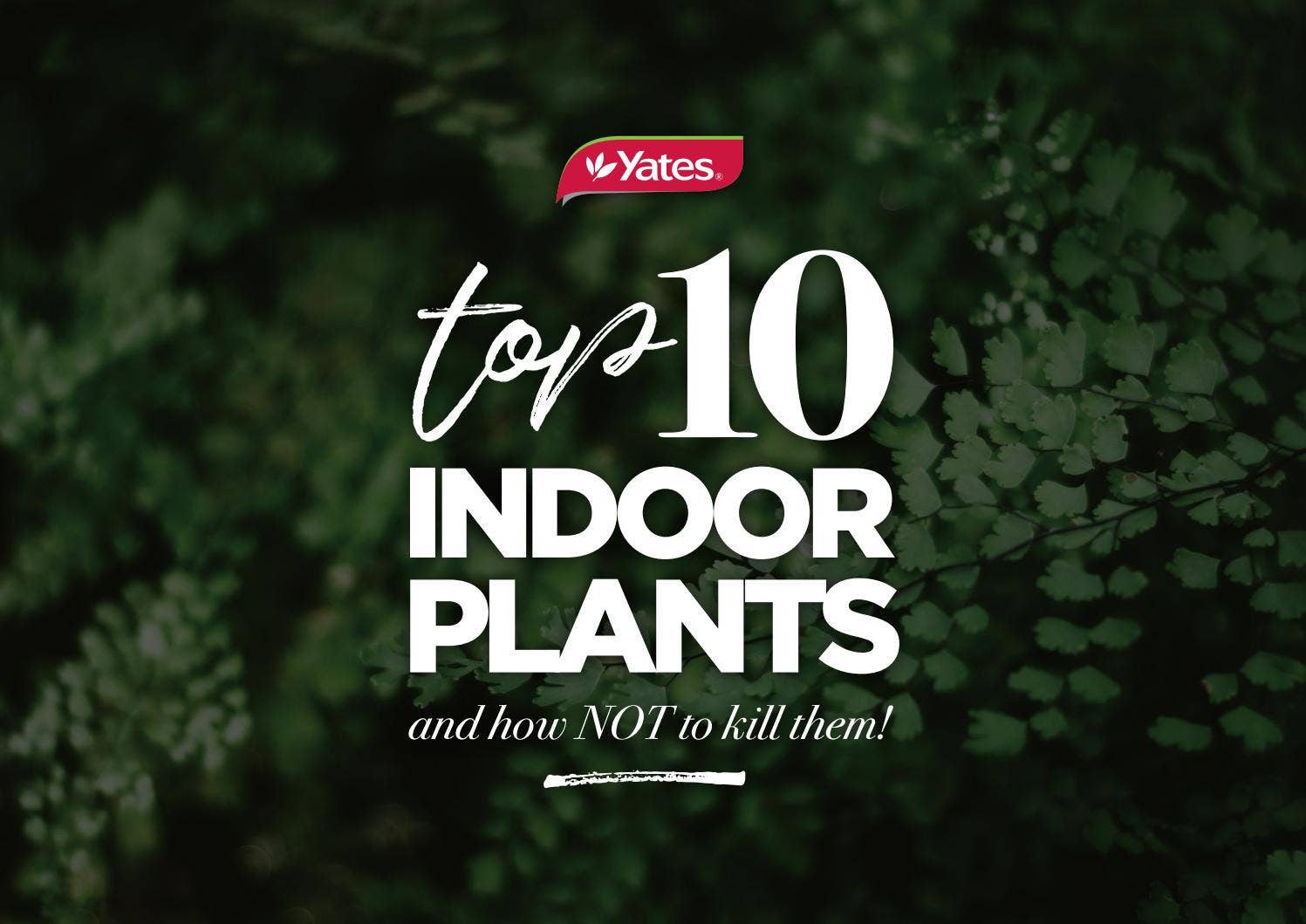 Yates NZ - Top 10 Indoor Plant Guide by Yates Gardening - Issuu