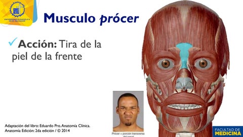 Clase Grupos Musculares - Licenciatura en Enfermería by Ottoniel ...