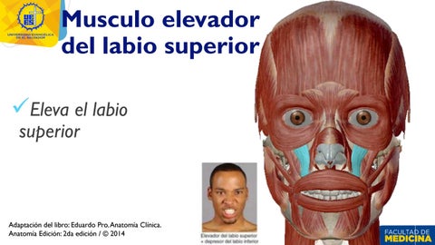 Clase Grupos Musculares - Licenciatura en Enfermería by Ottoniel ...