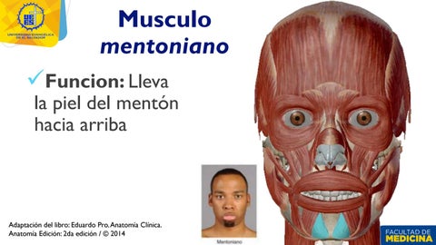Clase Grupos Musculares - Licenciatura en Enfermería by Ottoniel ...