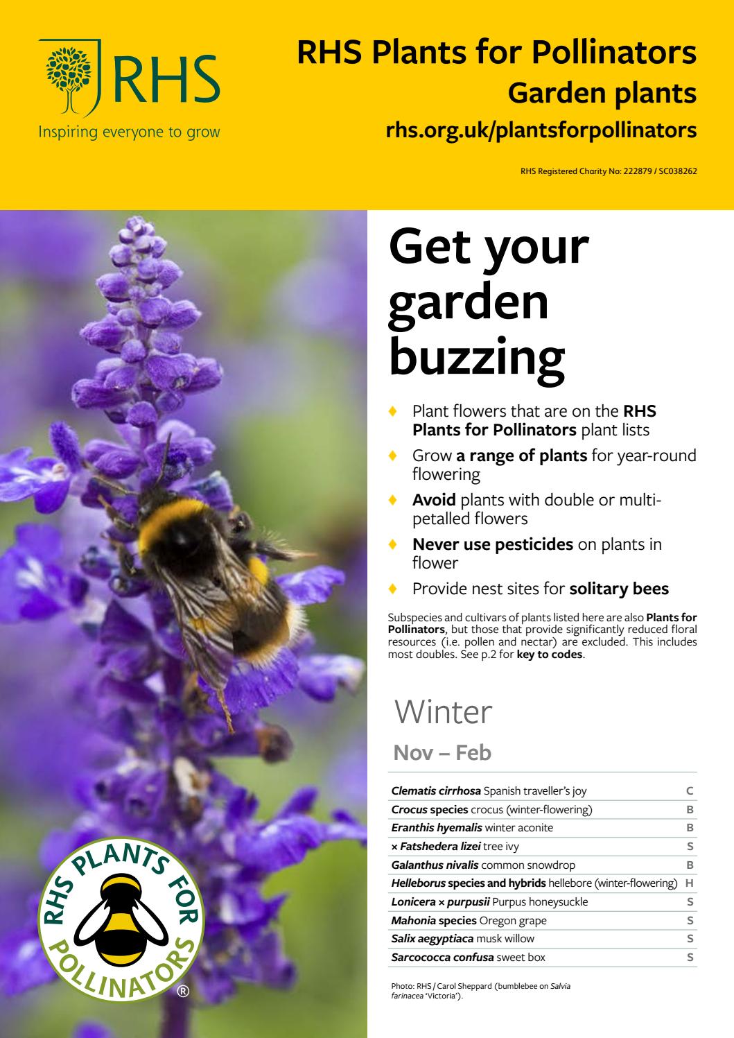 RHS Plants For Pollinators Garden Plants By Fernando Ruz RHS Plants For Pollinators Garden Plants By Fernando Ruz