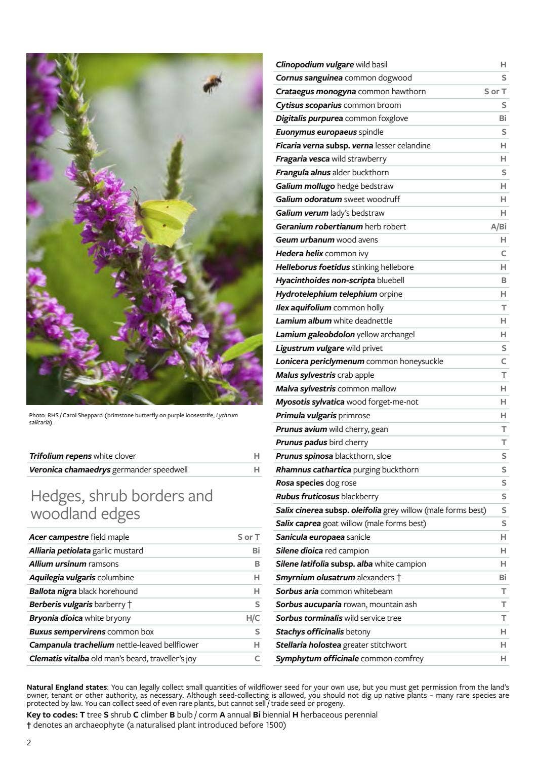 RHS Plants for Pollinators - Wildflowers by Fernando Ruz ...