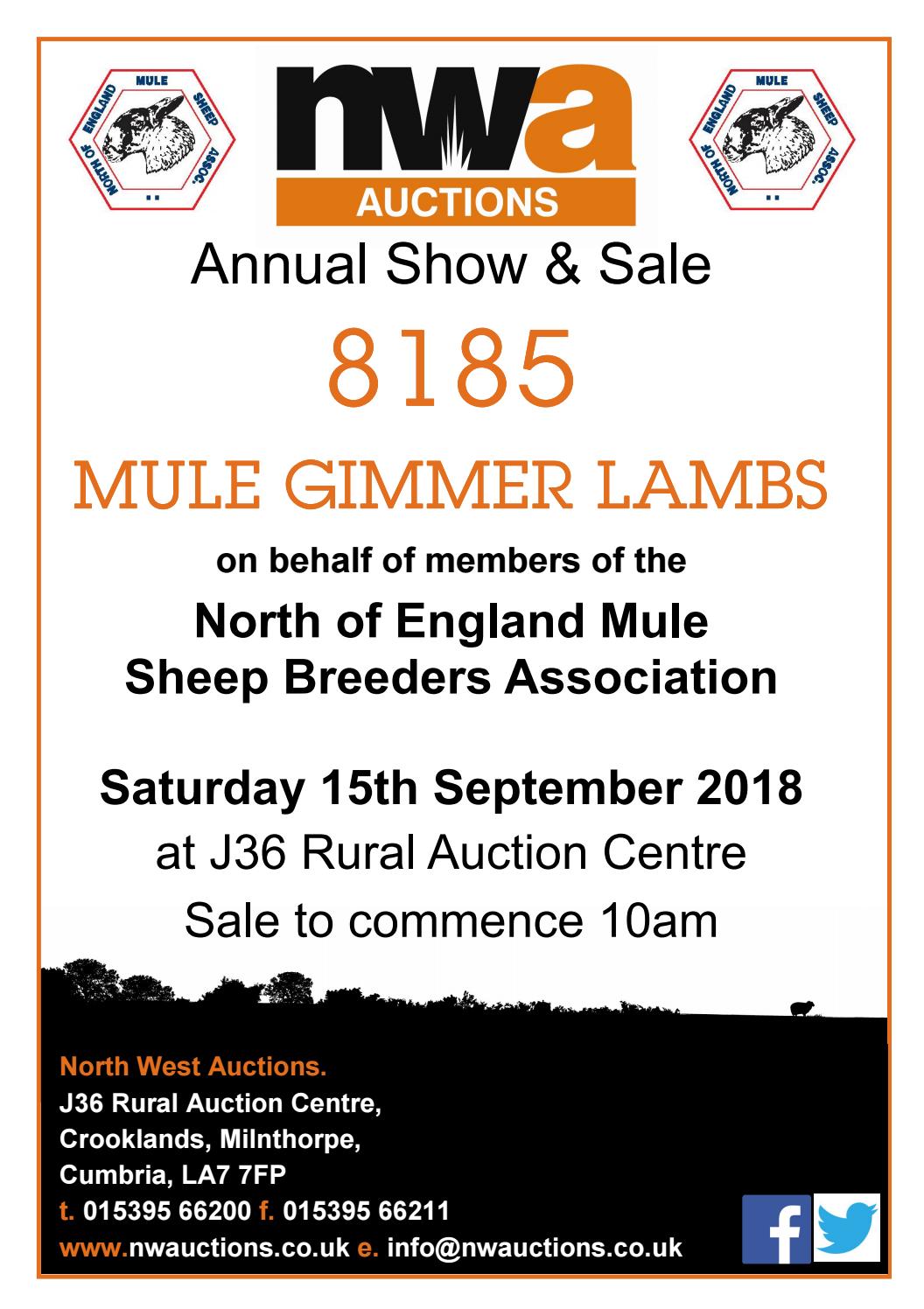 J36 NEMSA Gimmer Lambs by North West Auctions - Issuu