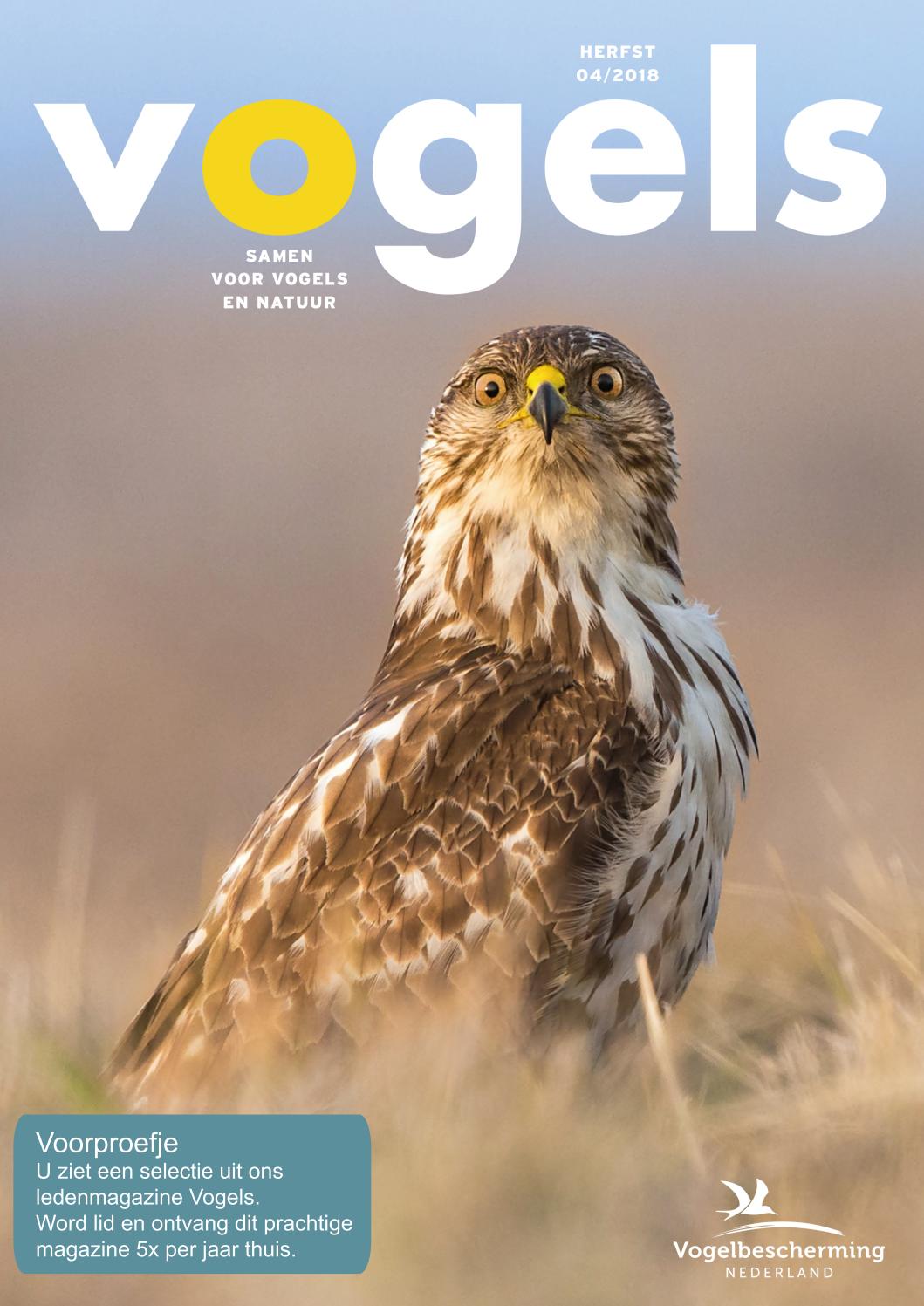 Vogels herfst 04/2018 by Vogelbescherming Nederland - Issuu
