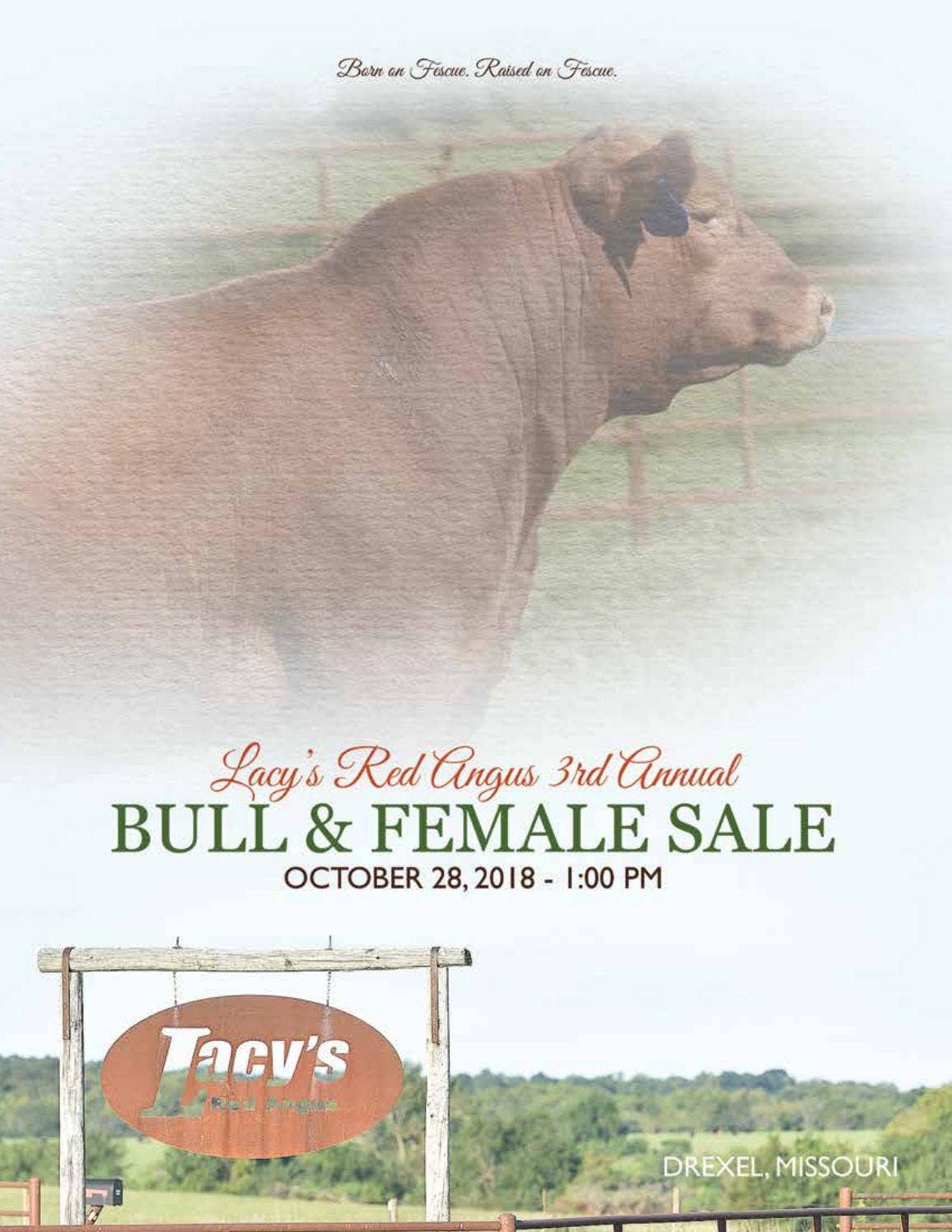 Lacy's Red Angus Bull & Female Sale by Tracy McMurphy - Issuu