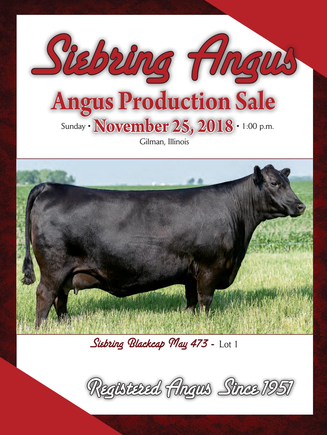 Siebring Angus Production Sale by North Perth Angus - Issuu