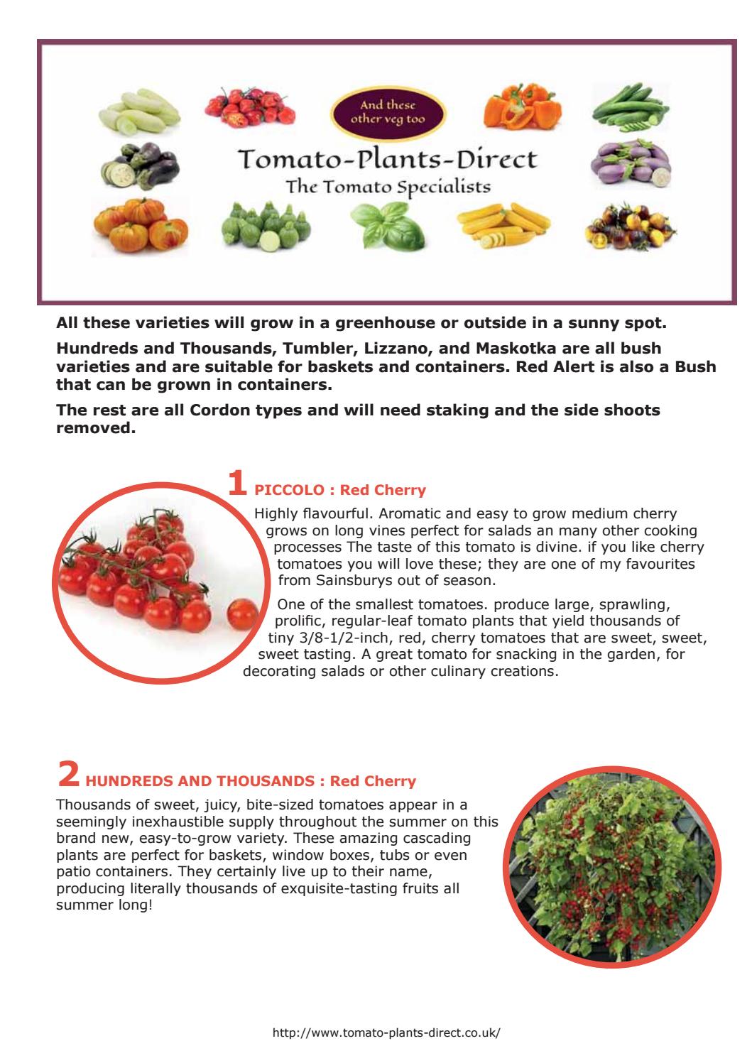 Tomato Plants Direct Top 25 Best Sellers by The TomatoGuru - Issuu