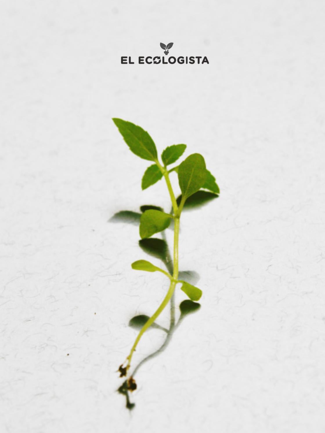 El Ecologista Vol. 1 by El Ecologista - Issuu