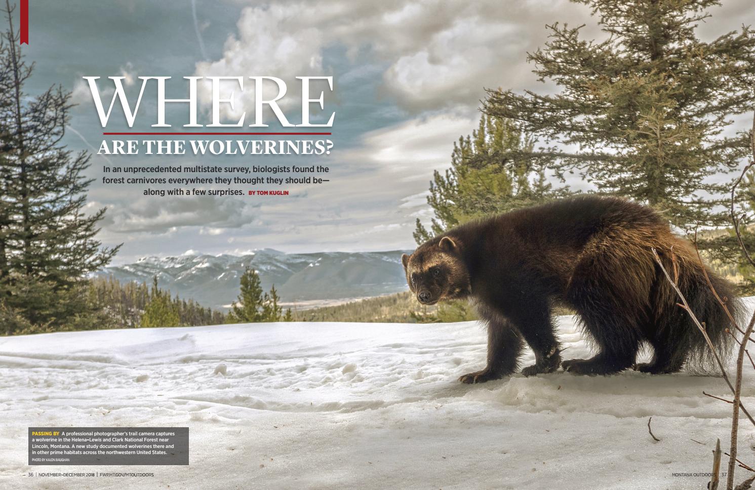 Where are the Wolverines? by Montana Outdoors - Issuu