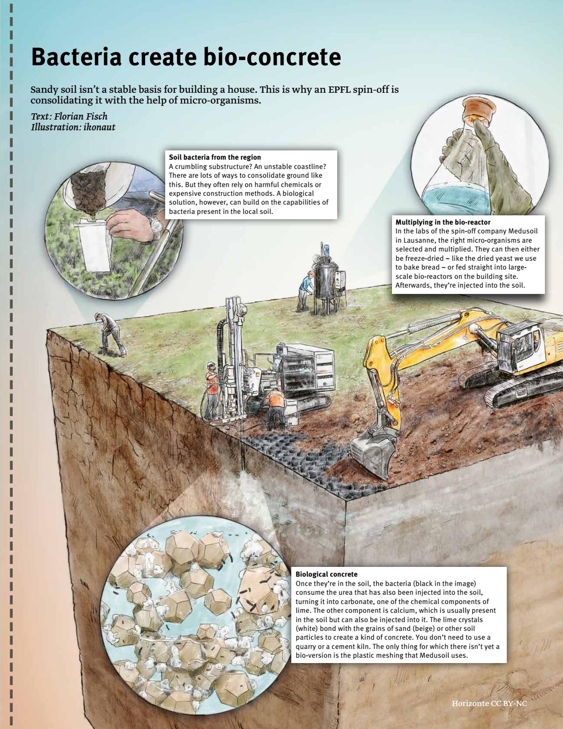 Horizons 119 - Bacteria create bio-concrete by SNSF - Issuu