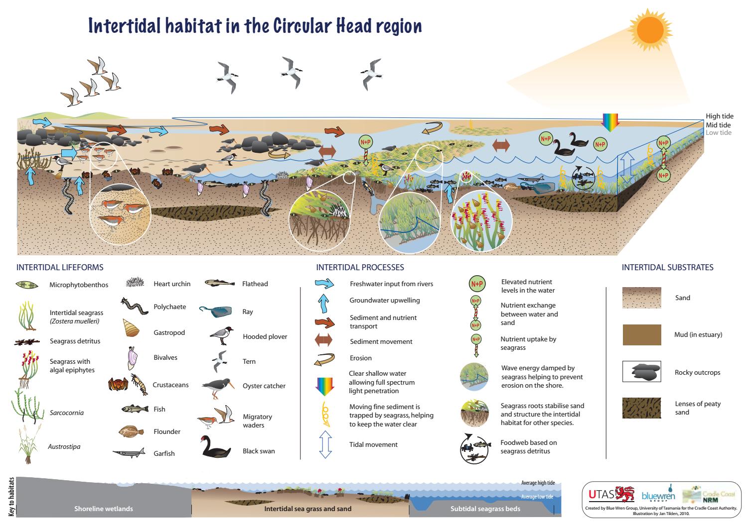 Infographic: Intertidal habitat in the Circular Head region by Cradle ...