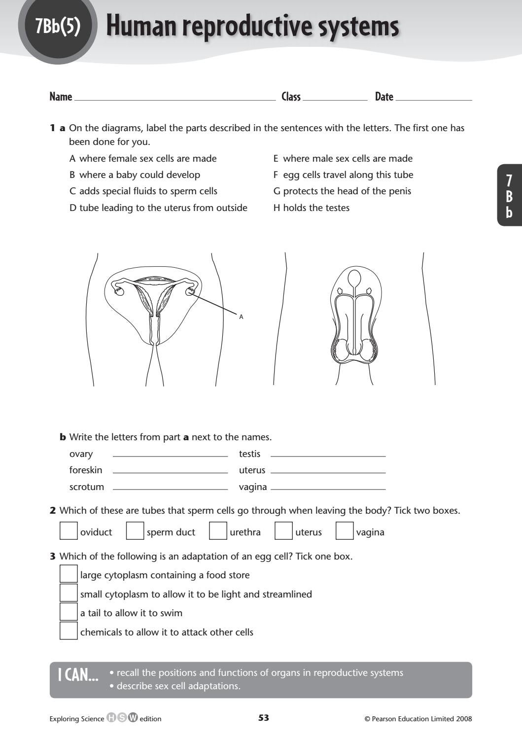 8bb 5 Human Reproductive Systems By Ullswater Community College Issuu
