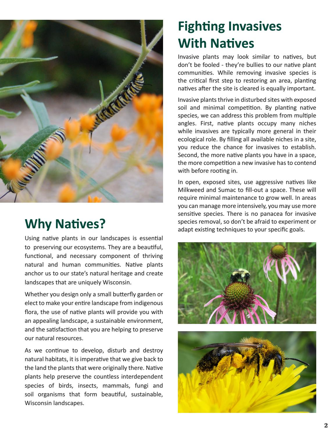 Wisconsin Native Plant Guide by Johnson's Nursery, Inc. - Issuu
